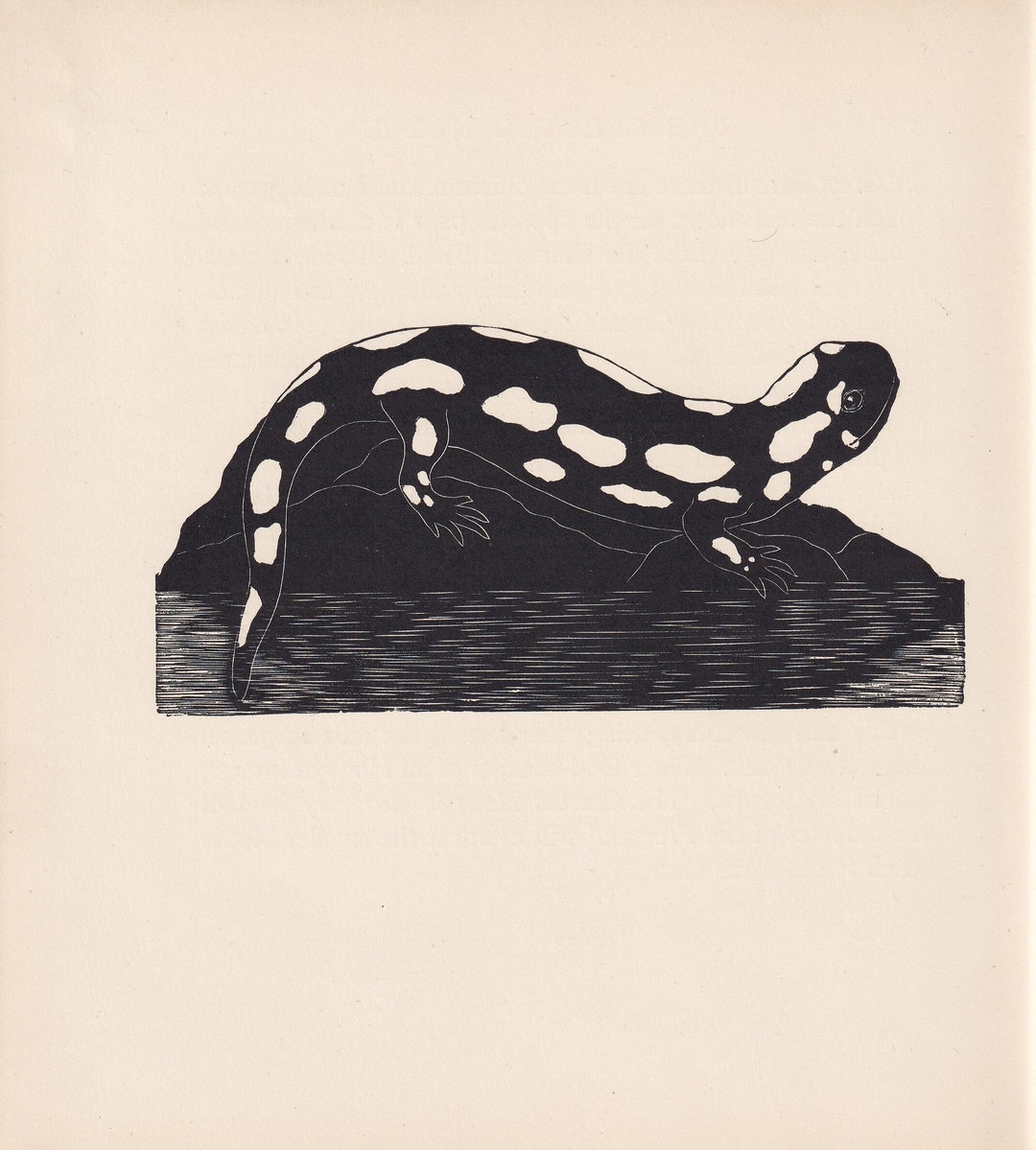 1929 SPOTTED SALAMANDER Print Wood Engraving - Lizard Wall Art - Lizard ...