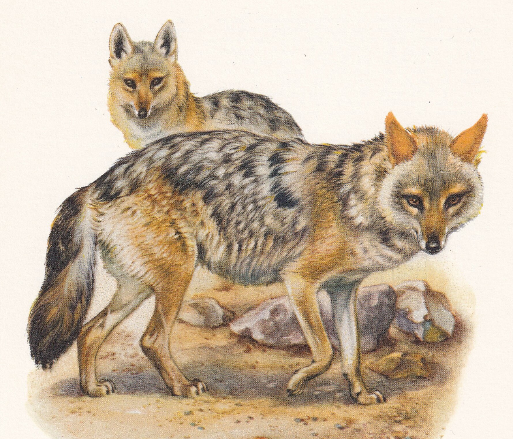 1960 GOLDEN JACKAL Print - Vintage Animal Print - Animal Illustration ...