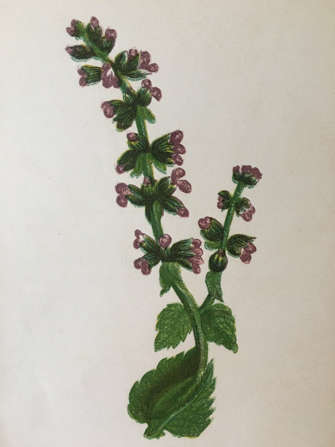 1852 Wild Clary (sage) Flower Print - Anne Pratt - Botany Wall Art ...