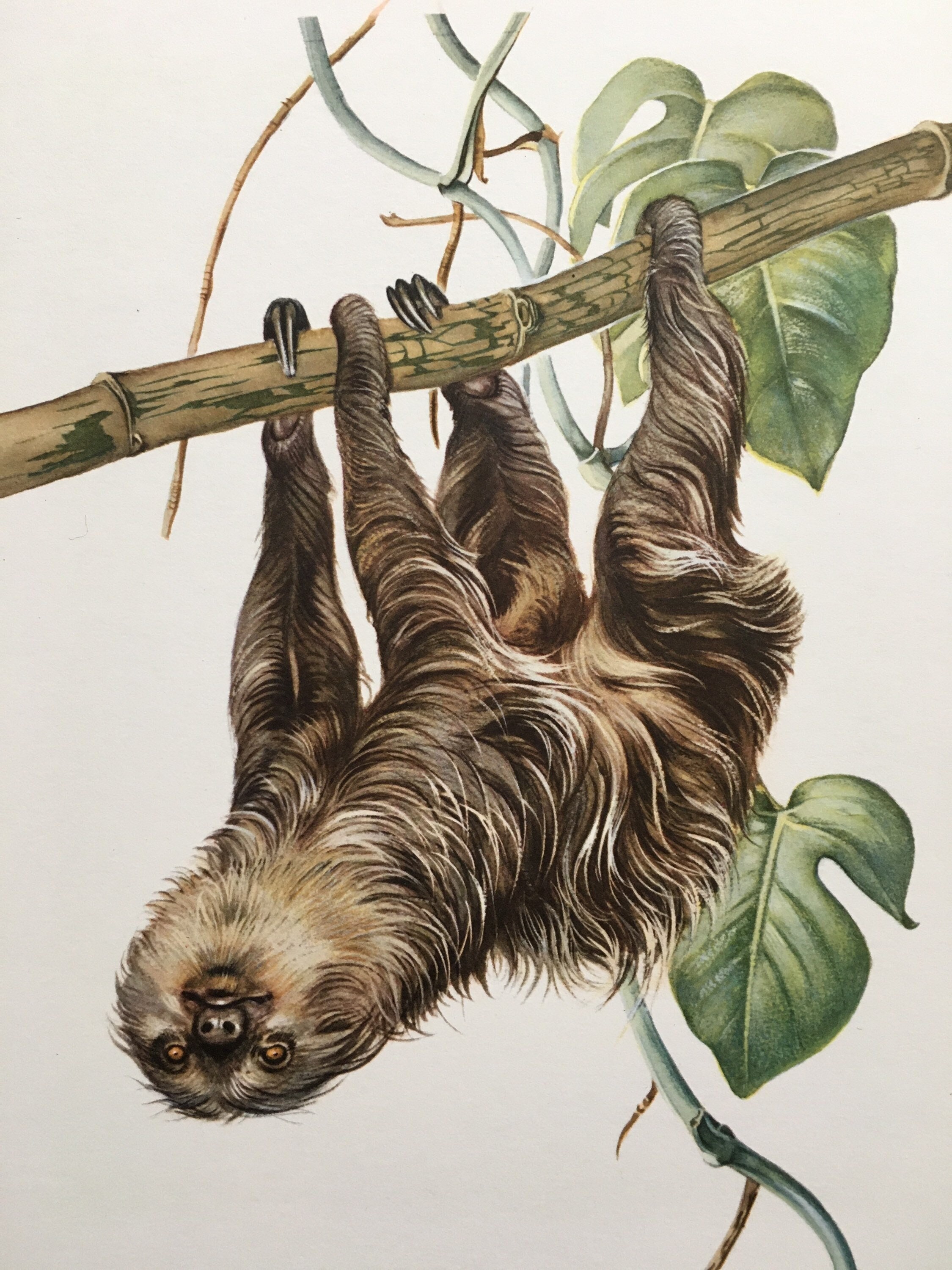 Three Toed Sloth Drawing