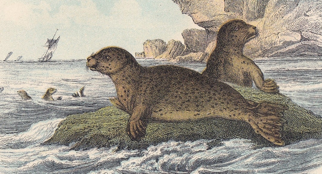 1896 COMMON SEAL Print - Natural History Print - Antique Seal Print ...
