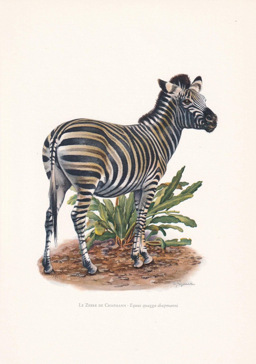1960 CHAPMAN'S ZEBRA Print - Vintage Animal Print - Animal Illustration ...