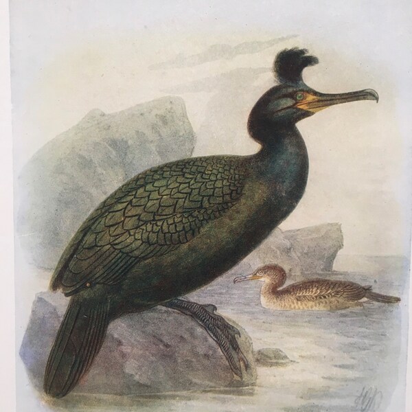 Shag Poster - Etsy