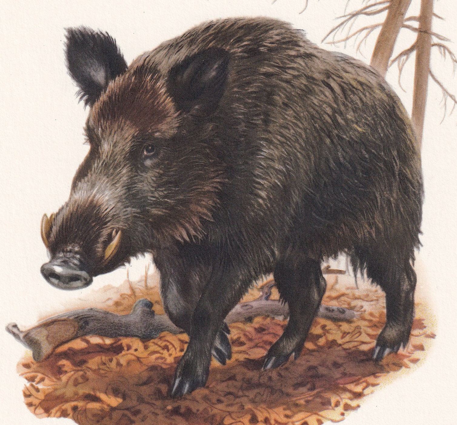1960 WILD BOAR Print - Vintage Animal Print - Animal Illustration ...