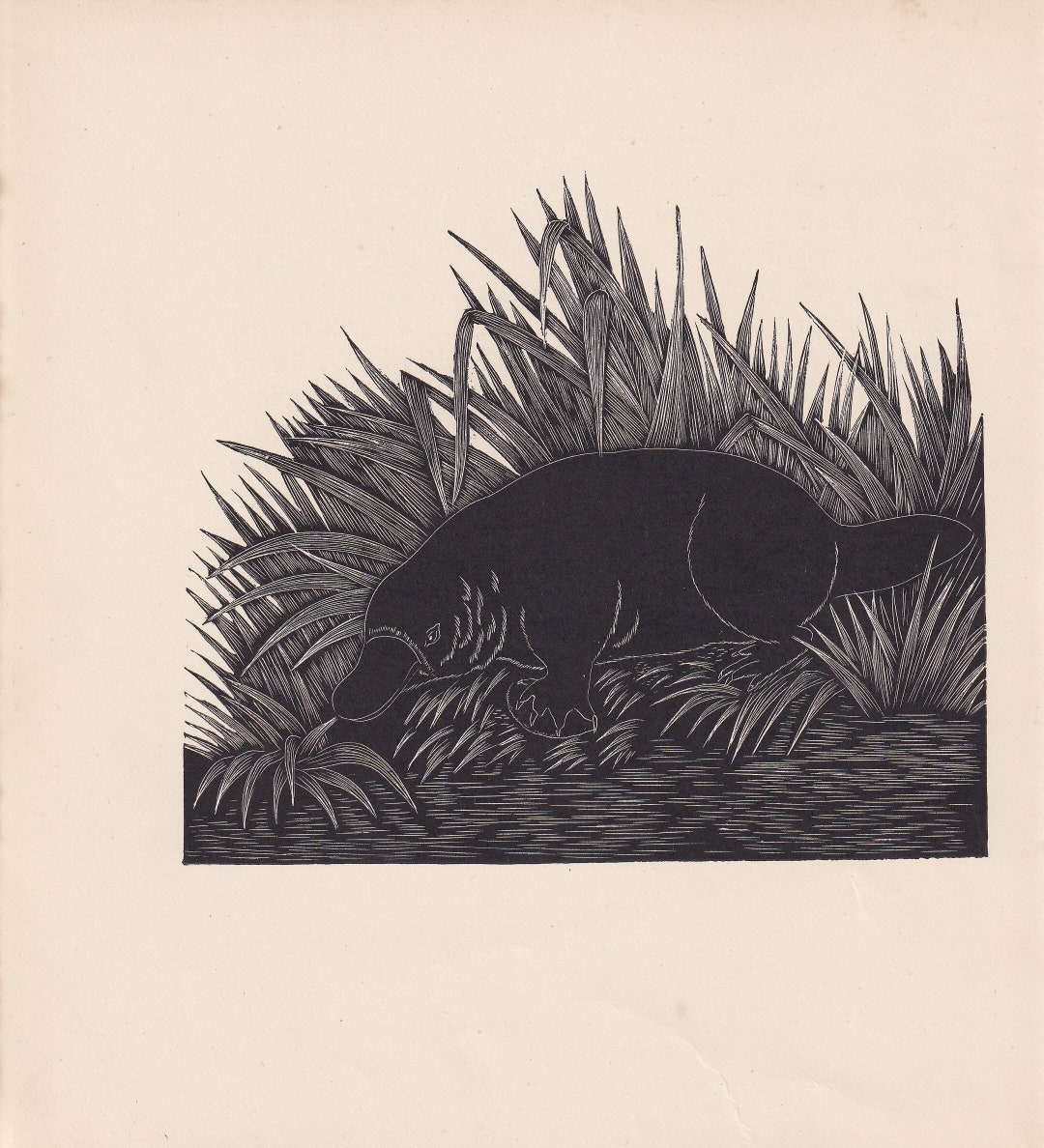 1929 DUCK-BILLED PLATYPUS Print Wood Engraving Platypus Wall - Etsy
