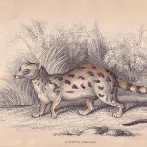 1843 GENET Print - Genet Wall Art - Original Antique Genet Print ...