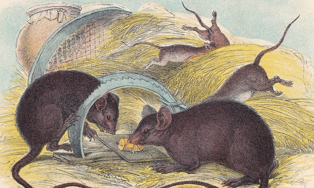 1896 BLACK RAT Print - Natural History Print - British Mammals Print ...