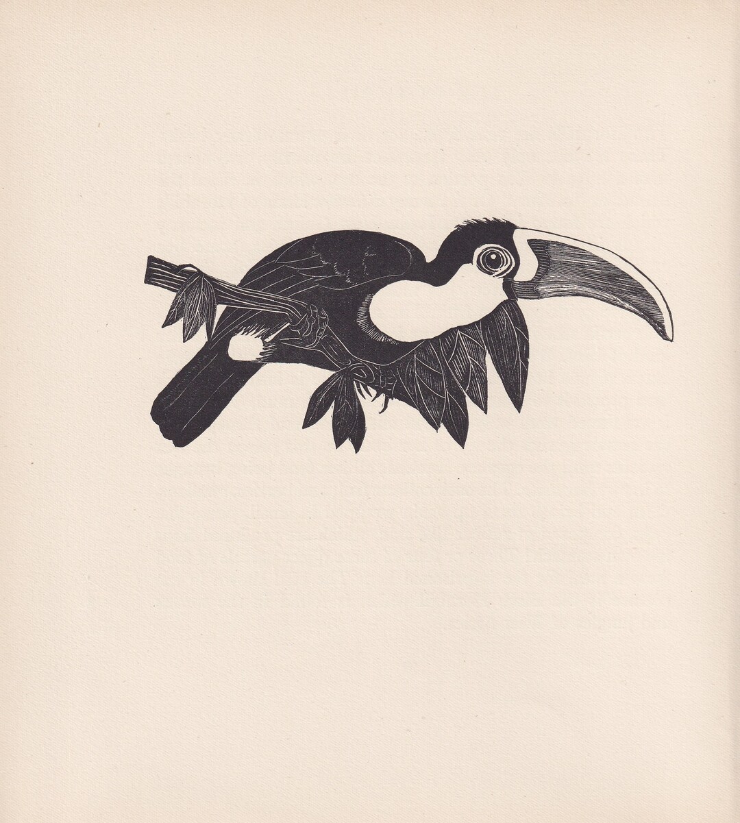 1929 TOUCAN Print Wood Engraving - Toucan Wall Art - Animal Wood ...
