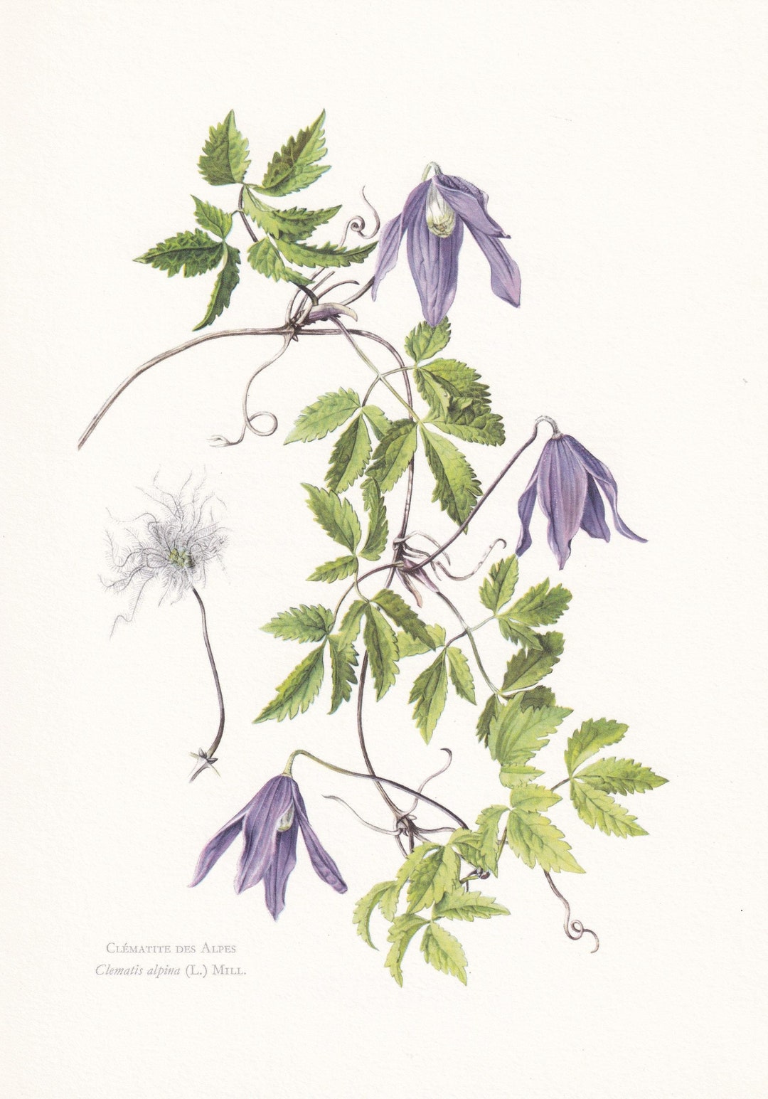 1960 ALPINE CLEMATIS Print - Botanical Print - Botanical Illustration ...