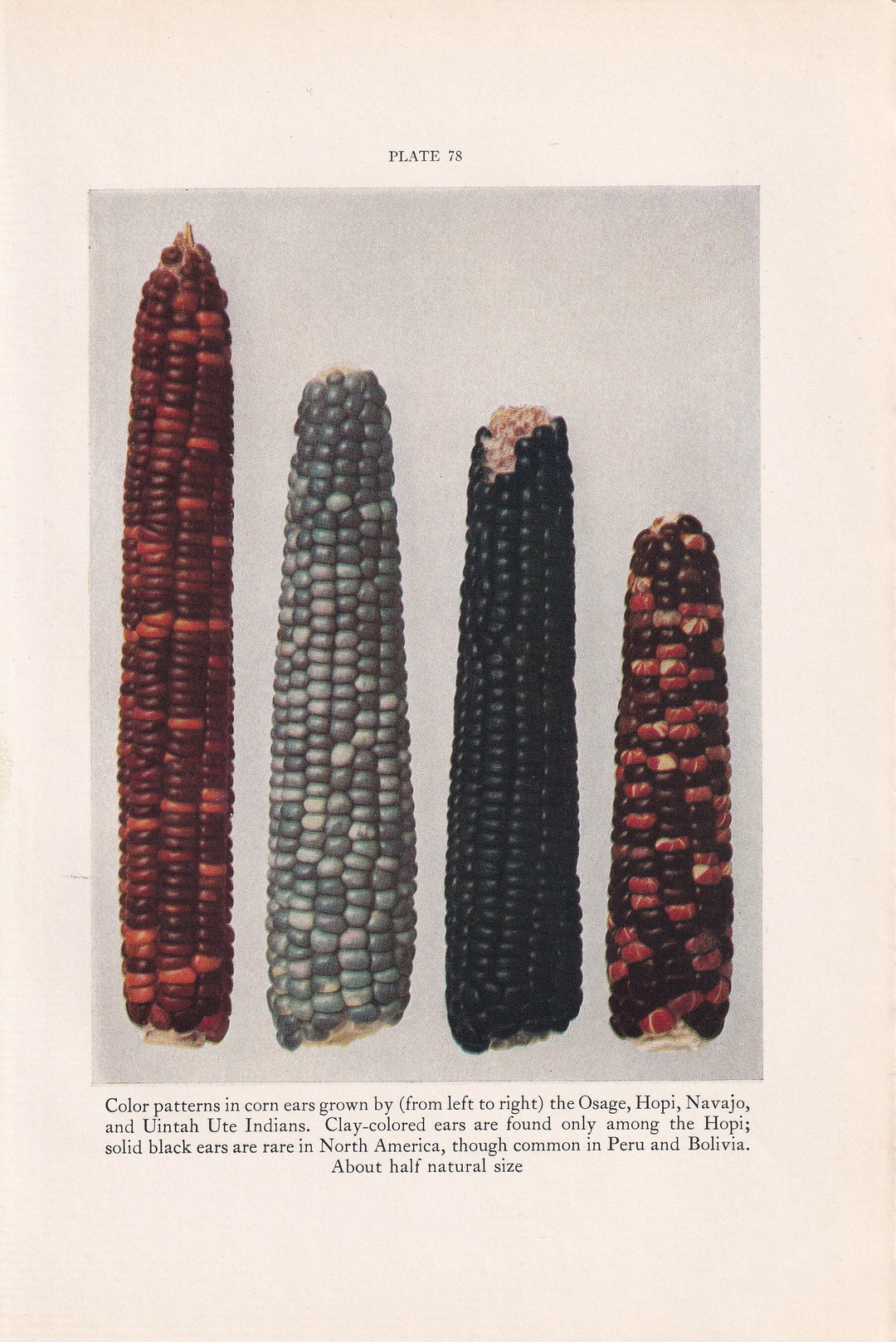 1934 EARS OF CORN Print - Corn Poster - Corn Wall Art - Plant Wall Art ...