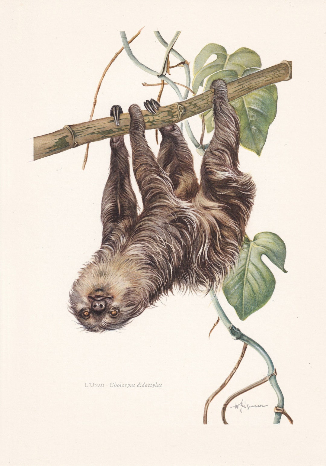 1960 TWO-TOED SLOTH Print - Vintage Animal Print - Animal Illustration ...