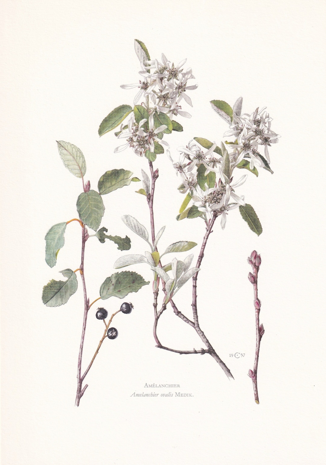 1960 JUNEBERRY (or SHADBUSH) Print - Botanical Print - Botanical ...