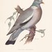1960 COMMON WOOD PIGEON Bird Print Vintage Bird Print Bird Illustration ...