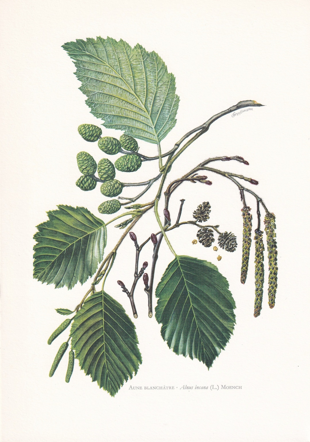 1960 GREY ALDER Print - Botanical Print - Tree Illustration - Tree Wall ...