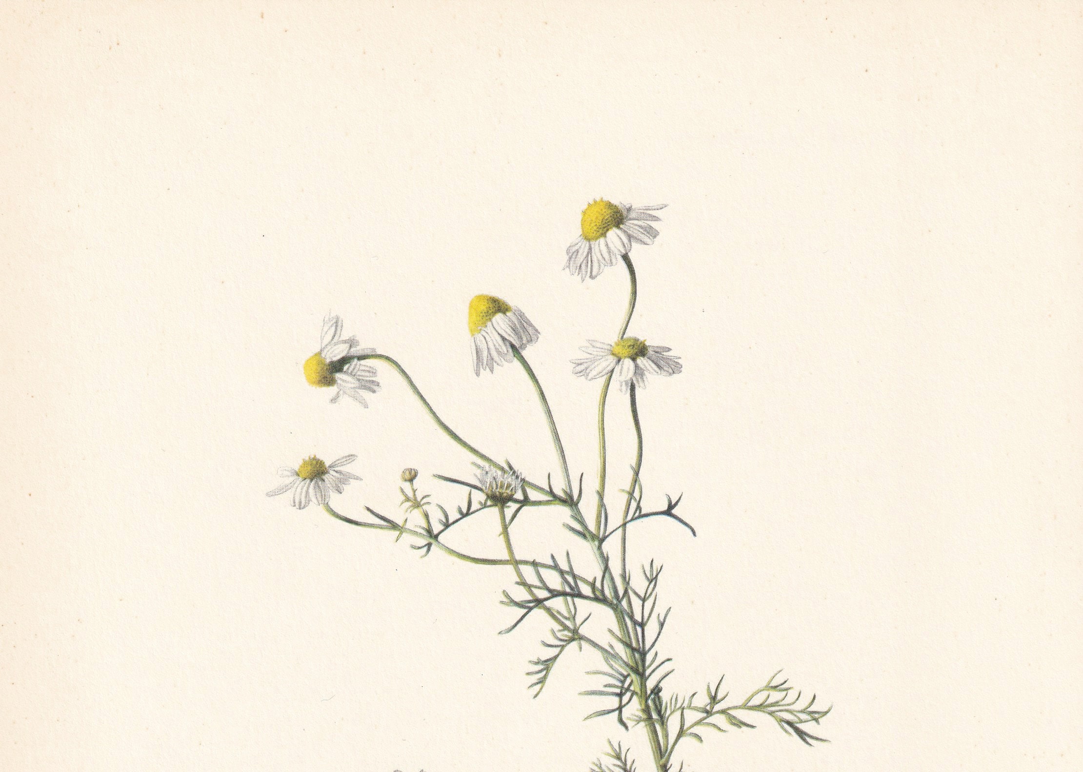 1960 GERMAN CHAMOMILE Print - Botanical Print - Flower Painting ...