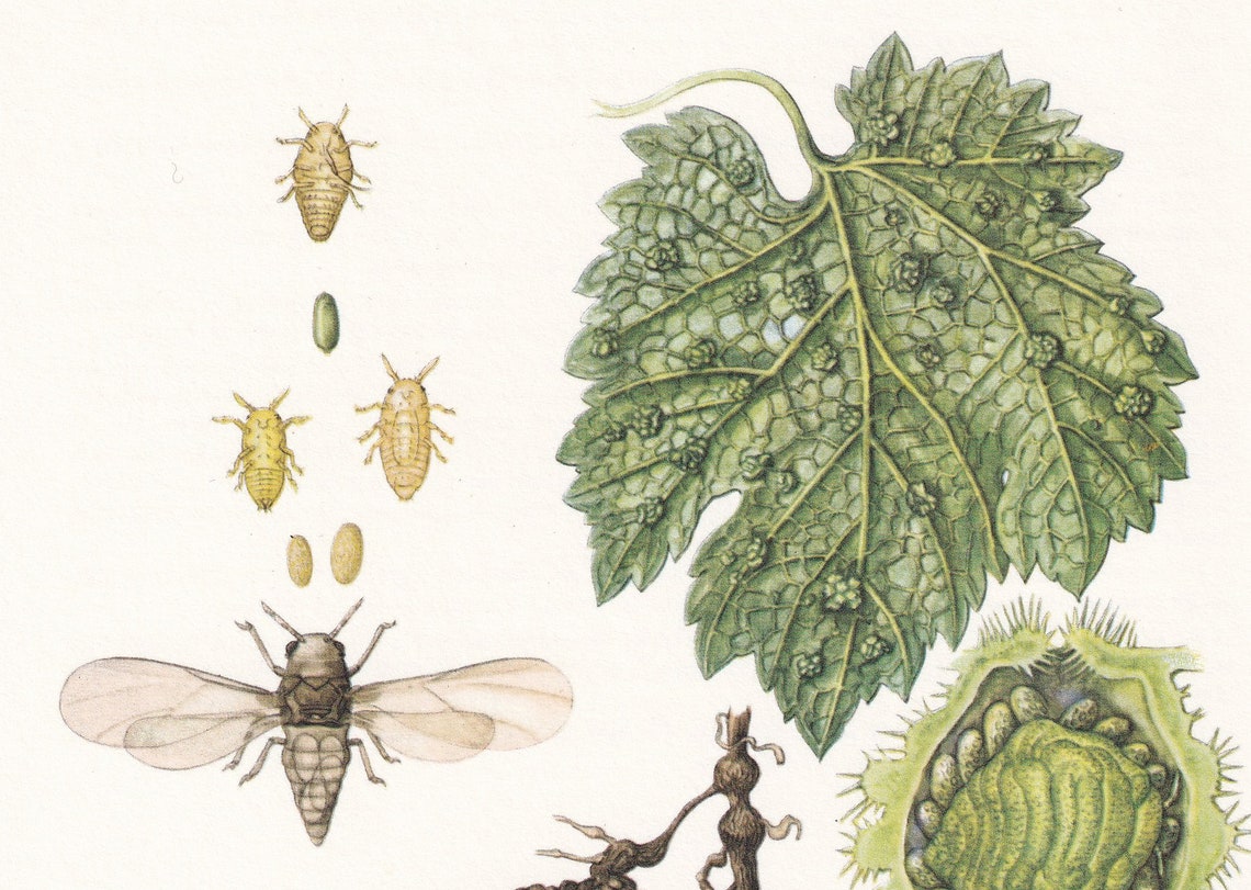 1960 GRAPE WINE LOUSE Print - Vintage Insect Print - Bugs Illustration ...