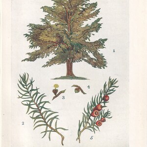 1910 YEW TREE Print - Original Antique Tree Print - Tree Wall Art ...