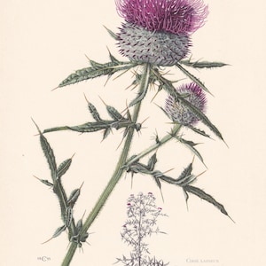 1960 WOOLY THISTLE Flower Print - Botanical Print - Botanical ...