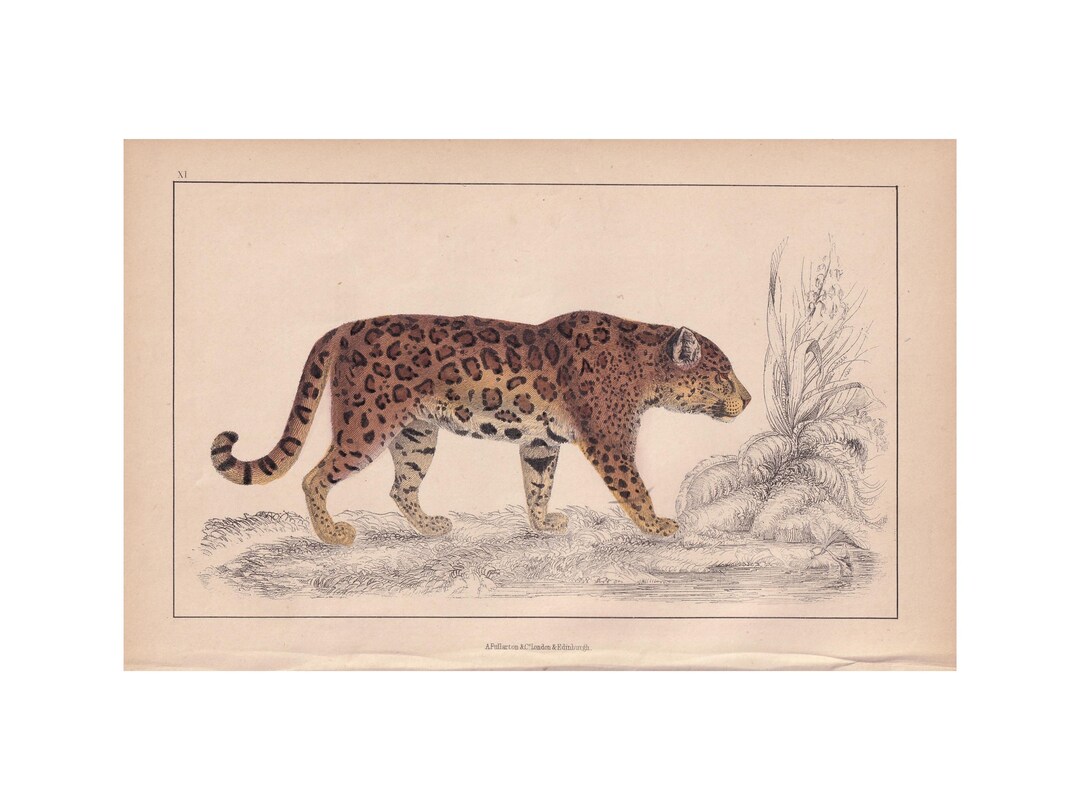 1850 JAGUAR Print - Original Hand-coloured Engraving - Jaguar Wall Art ...