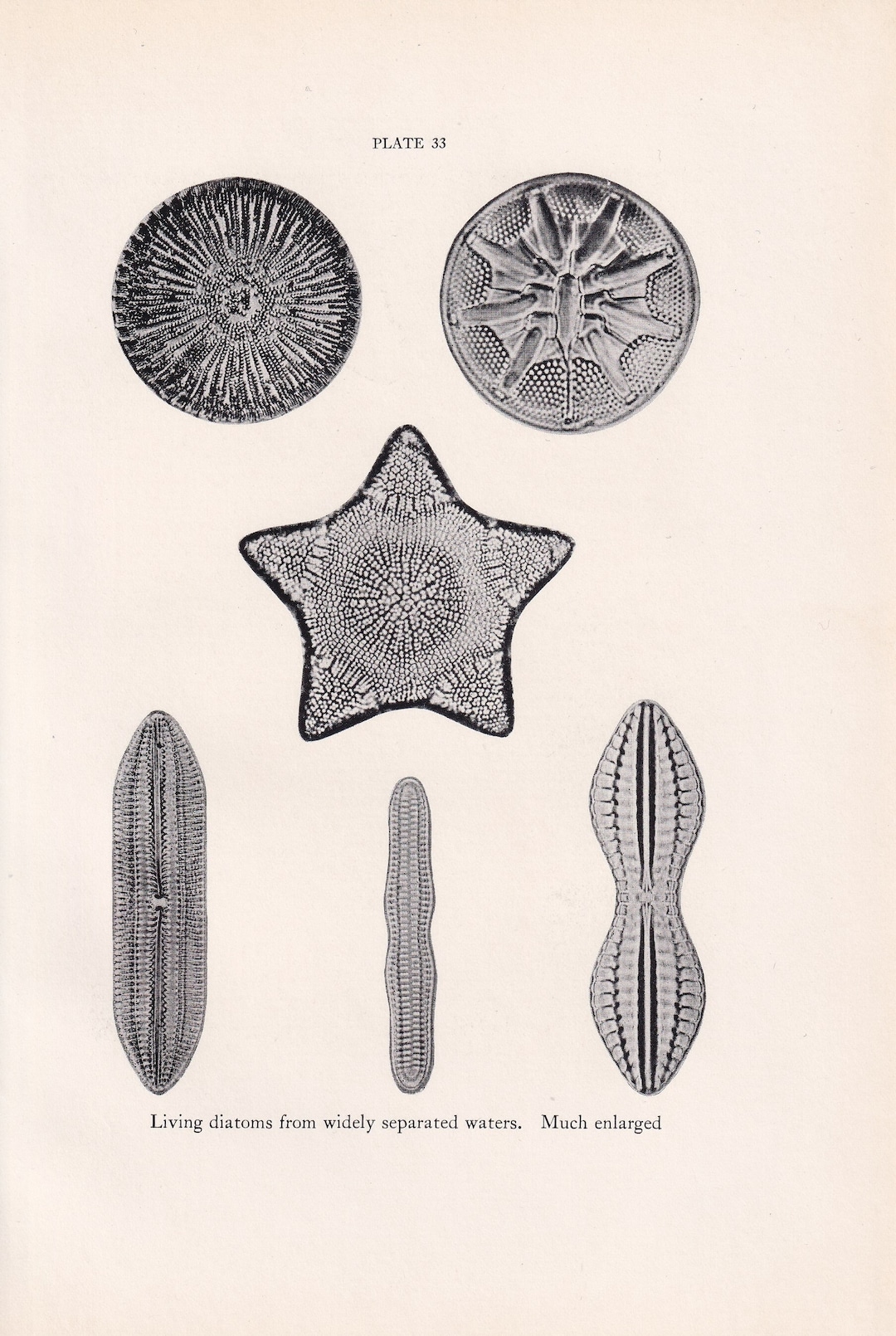 1934 DIATOMS Print - Diatom Art - Algae Print - Diatom Wall Art ...