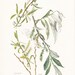 1960 WHITE WILLOW Print - Botanical Print - Tree Illustration - Tree ...