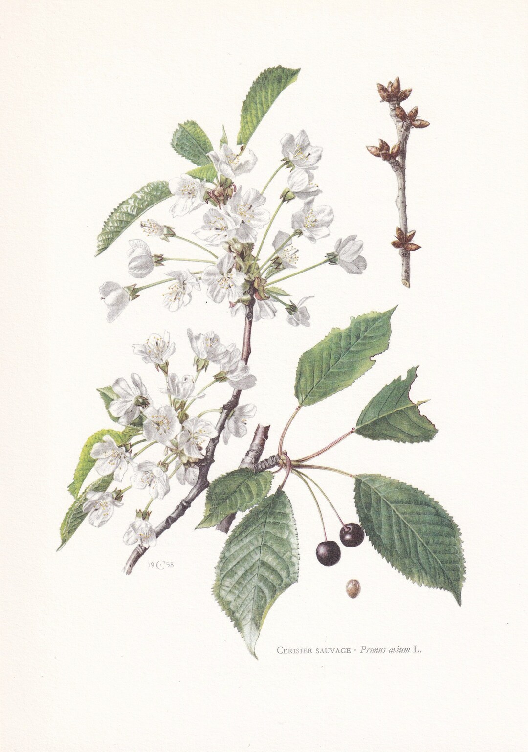 1960 SWEET CHERRY TREE Print - Botanical Print - Botanical Illustration ...