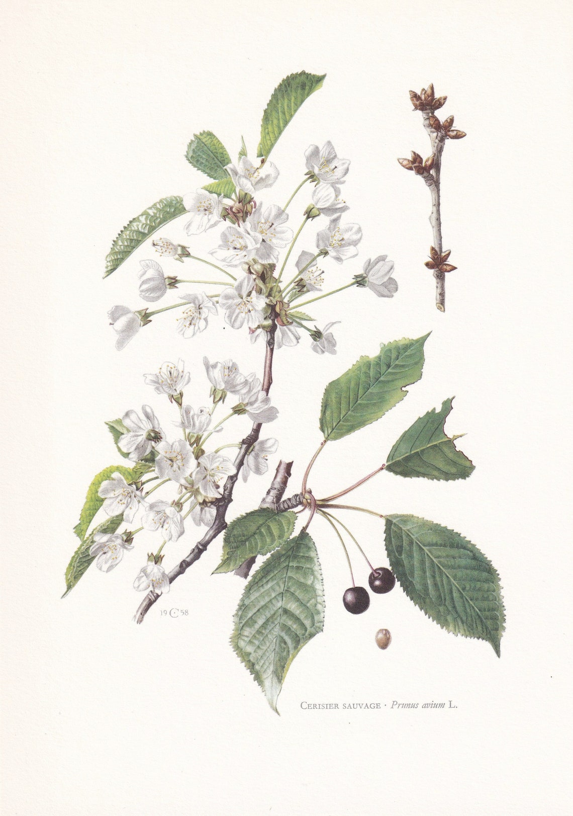 1960 SWEET CHERRY TREE Print - Botanical Print - Botanical Illustration ...