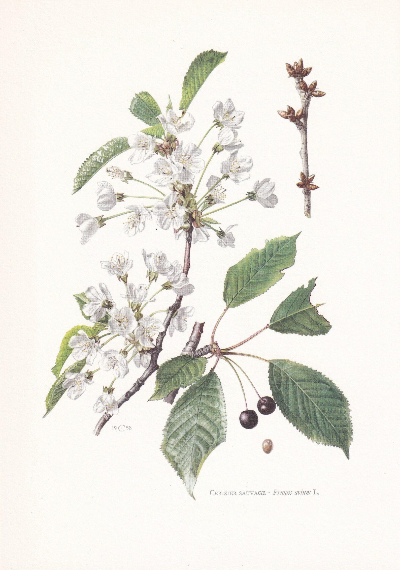 1960 SWEET CHERRY TREE Print - Botanical Print - Botanical Illustration ...