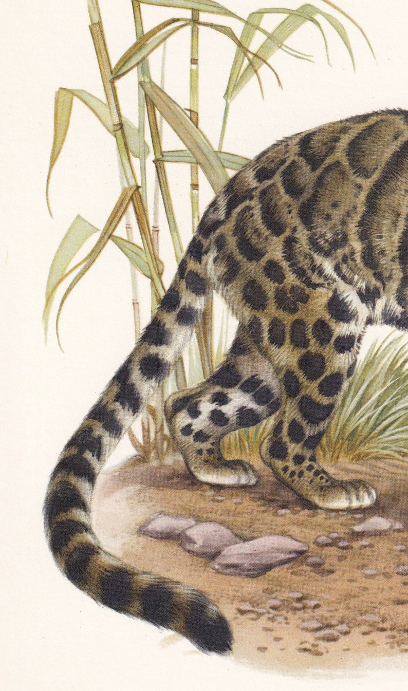 1960 CLOUDED LEOPARD Print - Vintage Animal Print - Animal Illustration ...