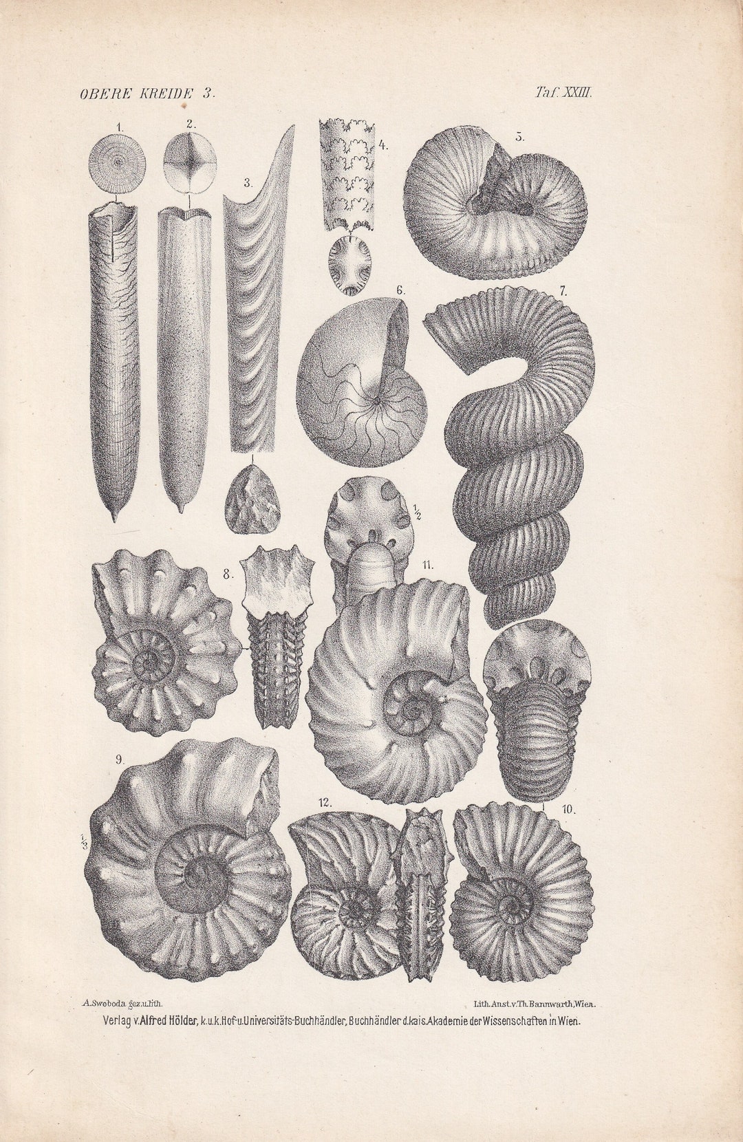 1900 AMMONITE FOSSILS Print - Antique Fossil Print - Cretaceous Period ...