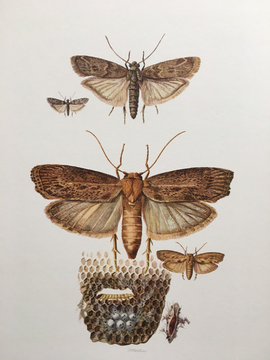 1960 MEDITERRANEAN FLOWER MOTH & Greater Wax Moth Print Vintage Insect ...