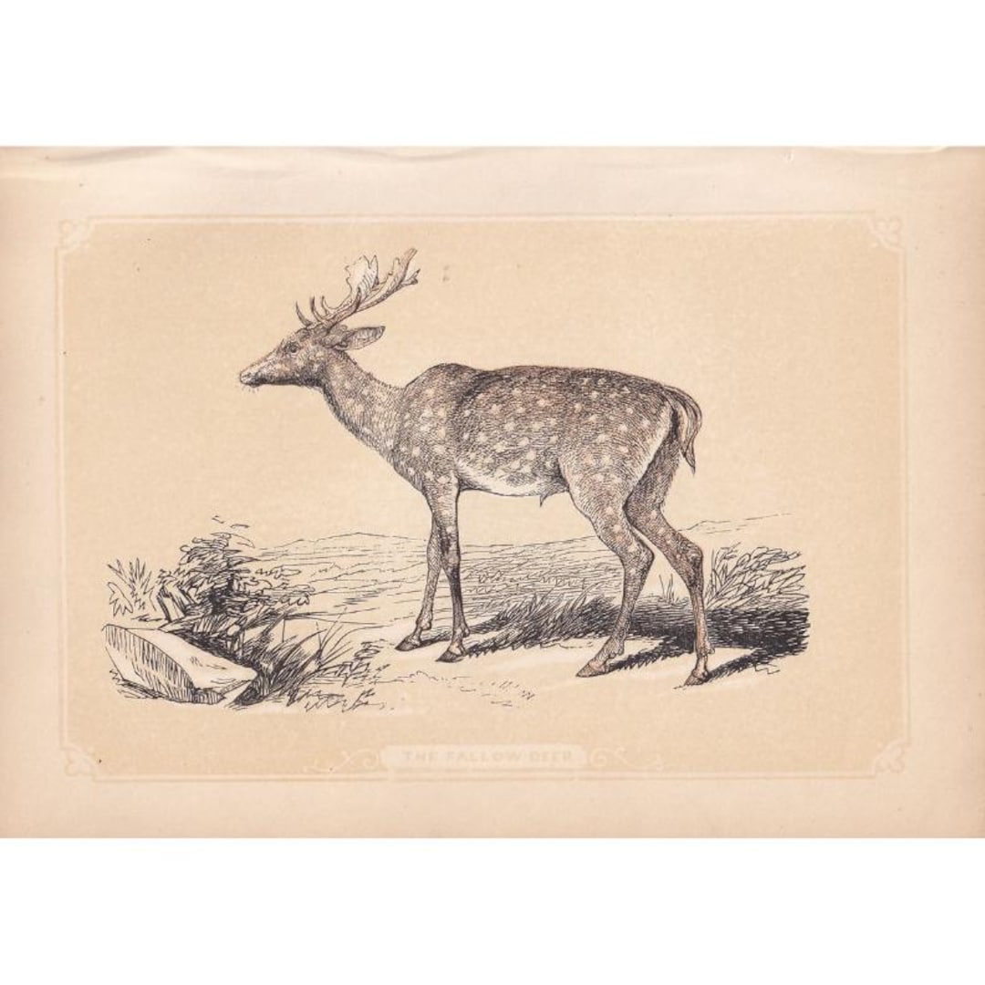 1851 FALLOW DEER Print - Antique Animal Print - Wall Art - 6.65 X 4.75 ...