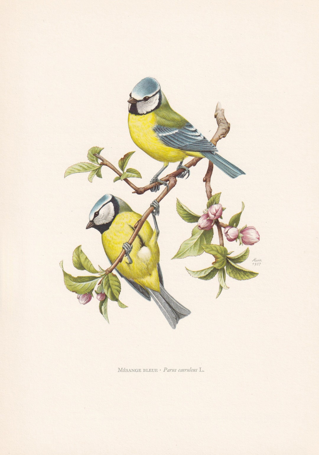 1960-blue-tit-bird-print-vintage-bird-print-bird-illustration