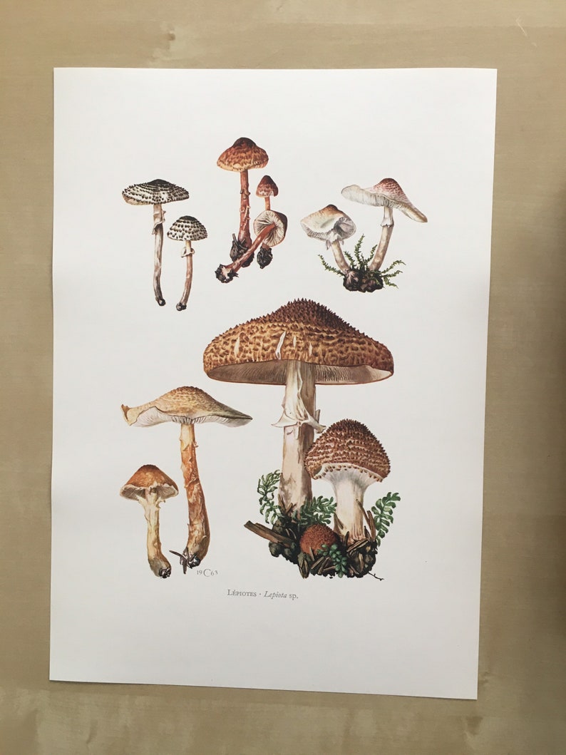 1960 DAPPERLING MUSHROOMS Print Mushroom Wall Art Biology - Etsy