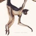 1960 SPIDER MONKEY Print - Vintage Animal Print - Animal Illustration ...