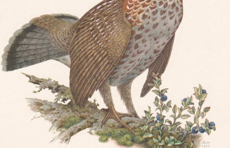1960 HAZEL GROUSE Bird Print - Vintage Bird Print - Bird Illustration ...
