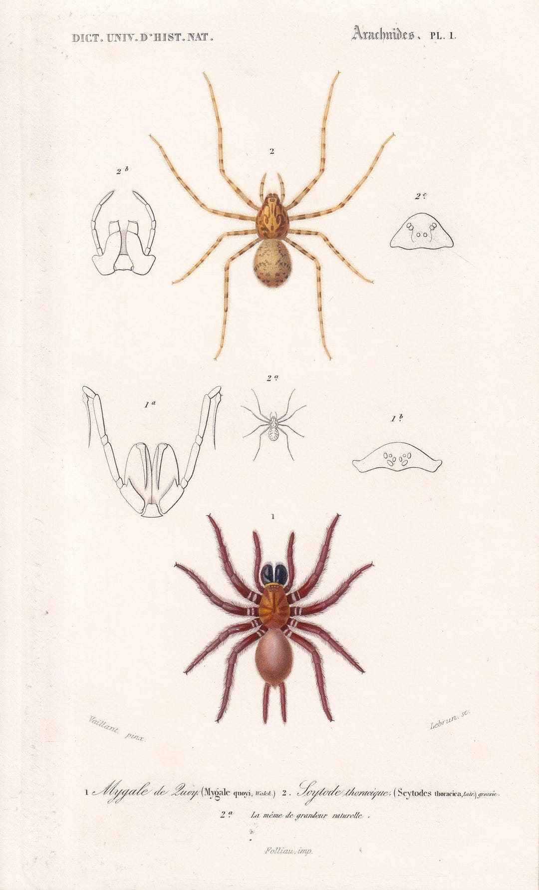 1861 TUNNELWEB & SPITTING SPIDER Print - Hand-coloured Antique Print ...