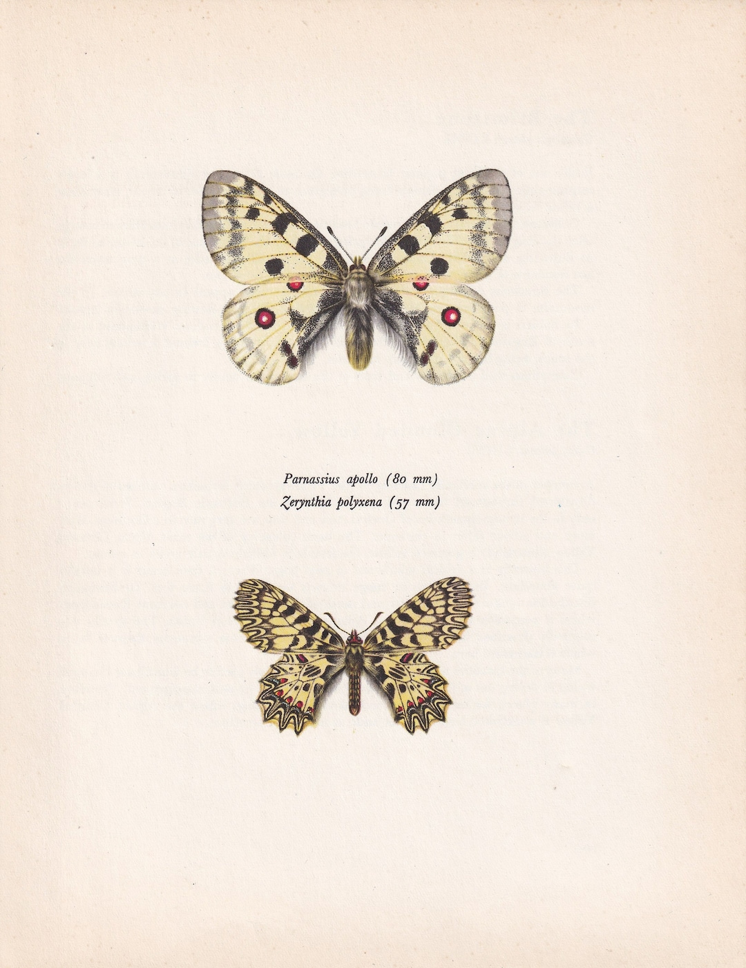 1963 APOLLO BUTTERFLY & Southern Festoon Print - Vintage Butterfly Art ...