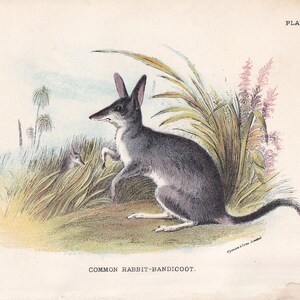 1896 BANDICOOT Print - Marsupial Mammals Print - Australian Animals ...