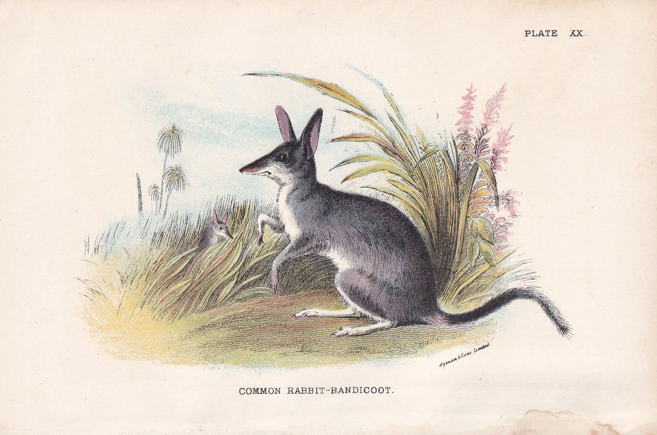 1896 BANDICOOT Print Marsupial Mammals Print Australian - Etsy