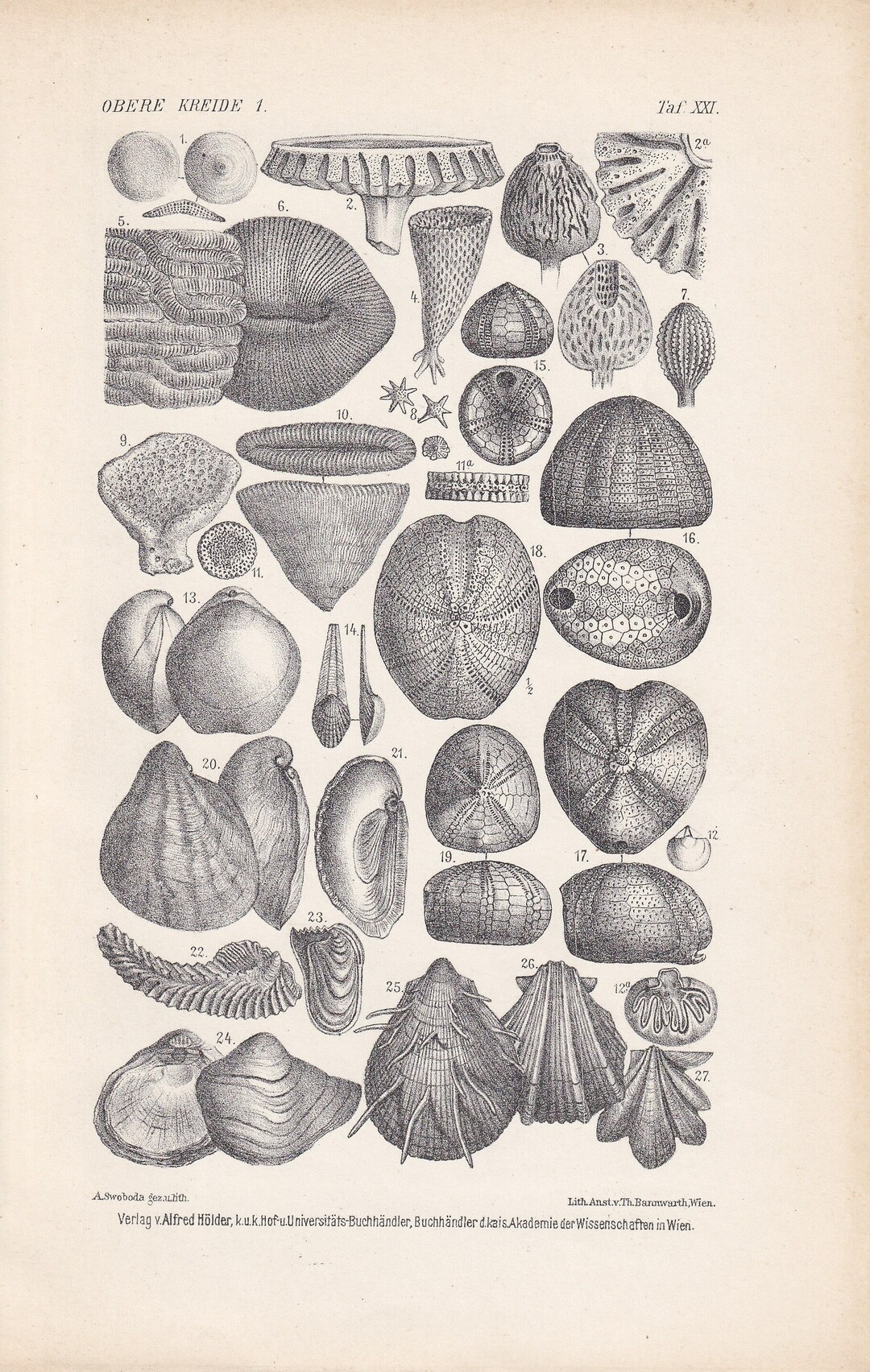 1900 CRETACEOUS PERIOD FOSSILS Print - Antique Fossil Print - Fossil ...