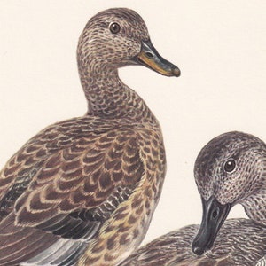 1960 GADWALL DUCK Bird Print - Vintage Bird Print - Bird Illustration ...