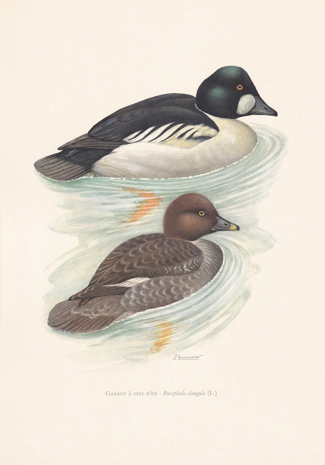 1960 COMMON GOLDENEYE DUCK Bird Print - Vintage Bird Print - Bird ...