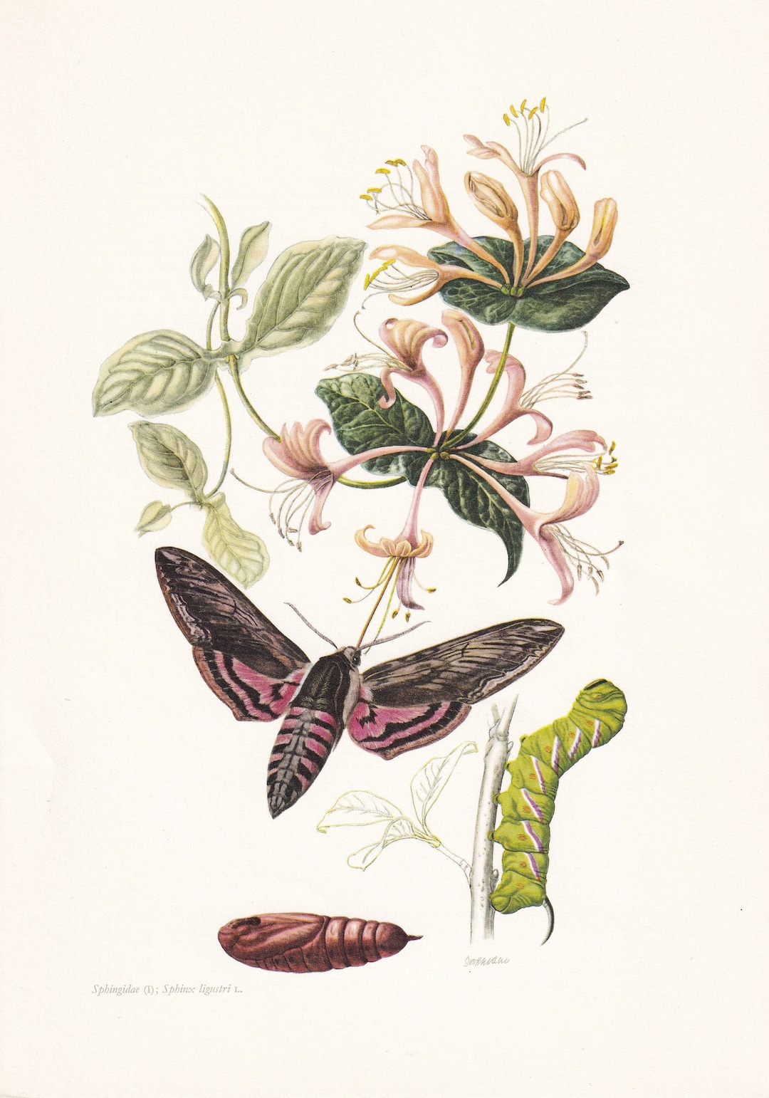 1960 PRIVET HAWK MOTH Print - Vintage Insect Print - Bug Illustration ...
