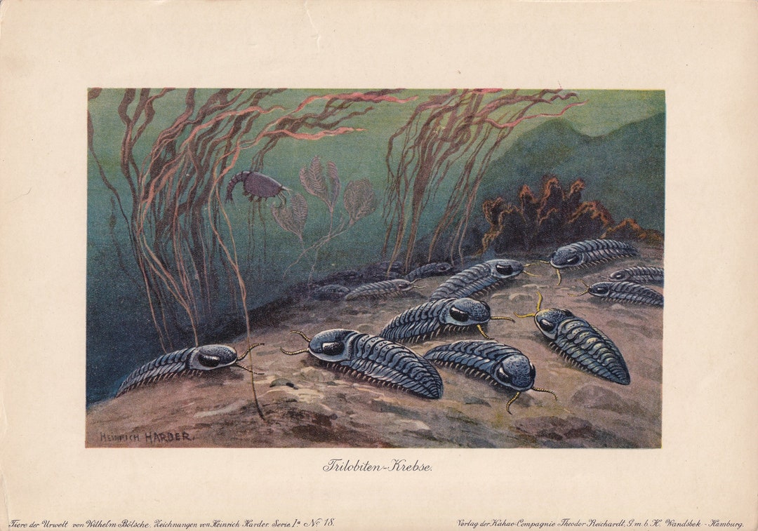 1902 TRILOBITE Print - Antique Dinosaur Print - Trilobite Wall Art ...