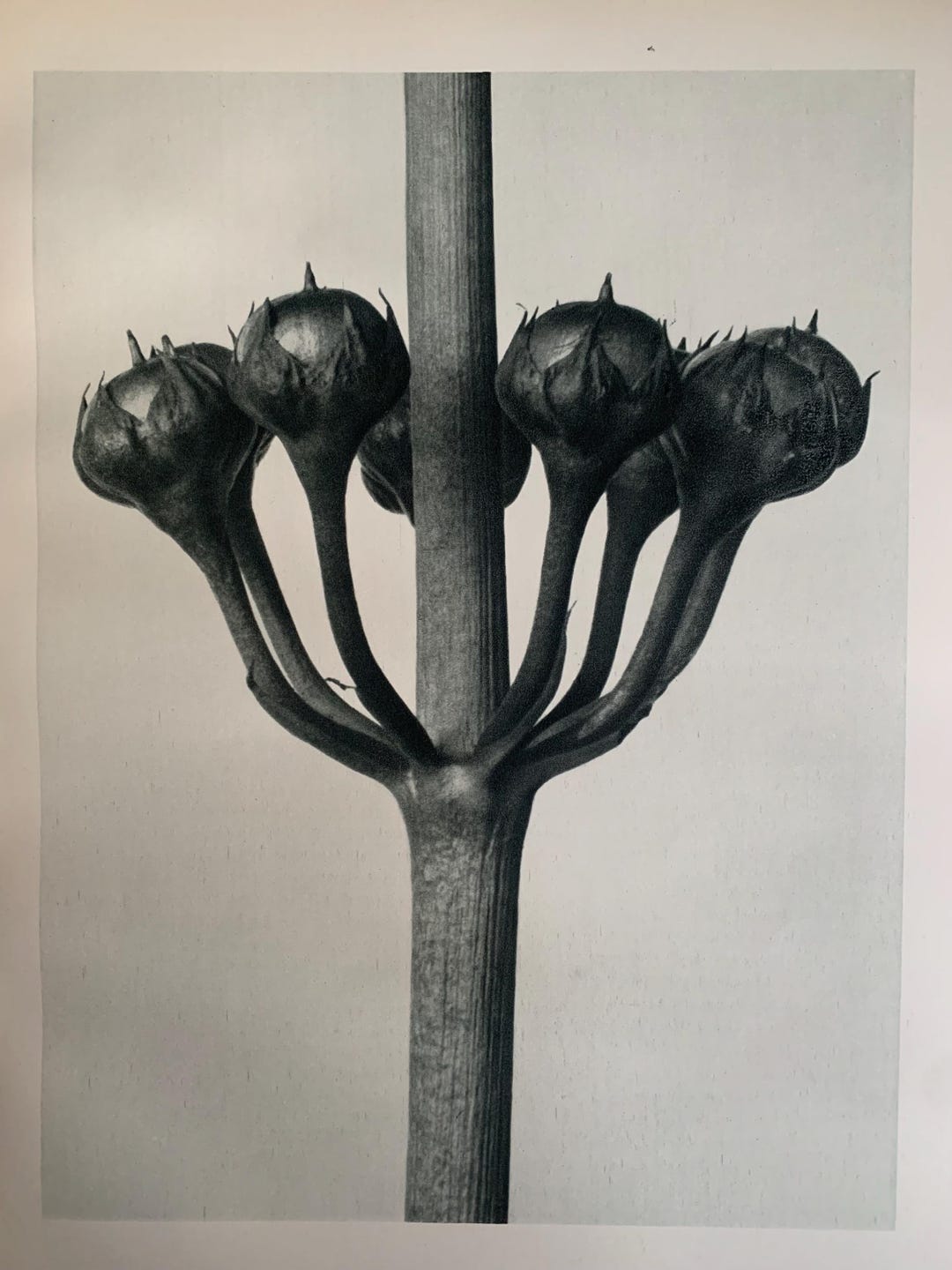1929 Karl Blossfeldt Print - JAPANESE PRIMROSE Plant Study - Abstract ...
