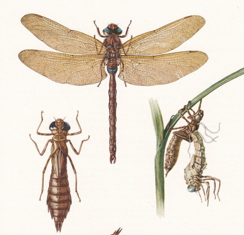 1960 DRAGONFLY Print - Vintage Insect Print - Bugs Illustration - Brown ...