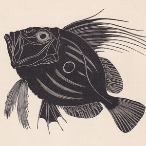 1929 JOHN DORY Fish Print Wood Engraving - Shark Wall Art - Sea Life ...