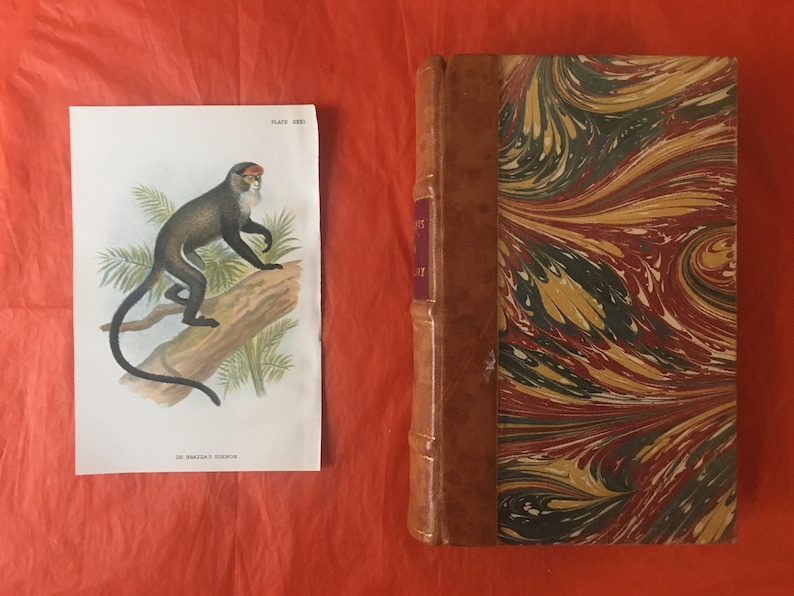 1896 DE BRAZZA'S MONKEY (guenon) Print - Monkeys and Apes Print ...