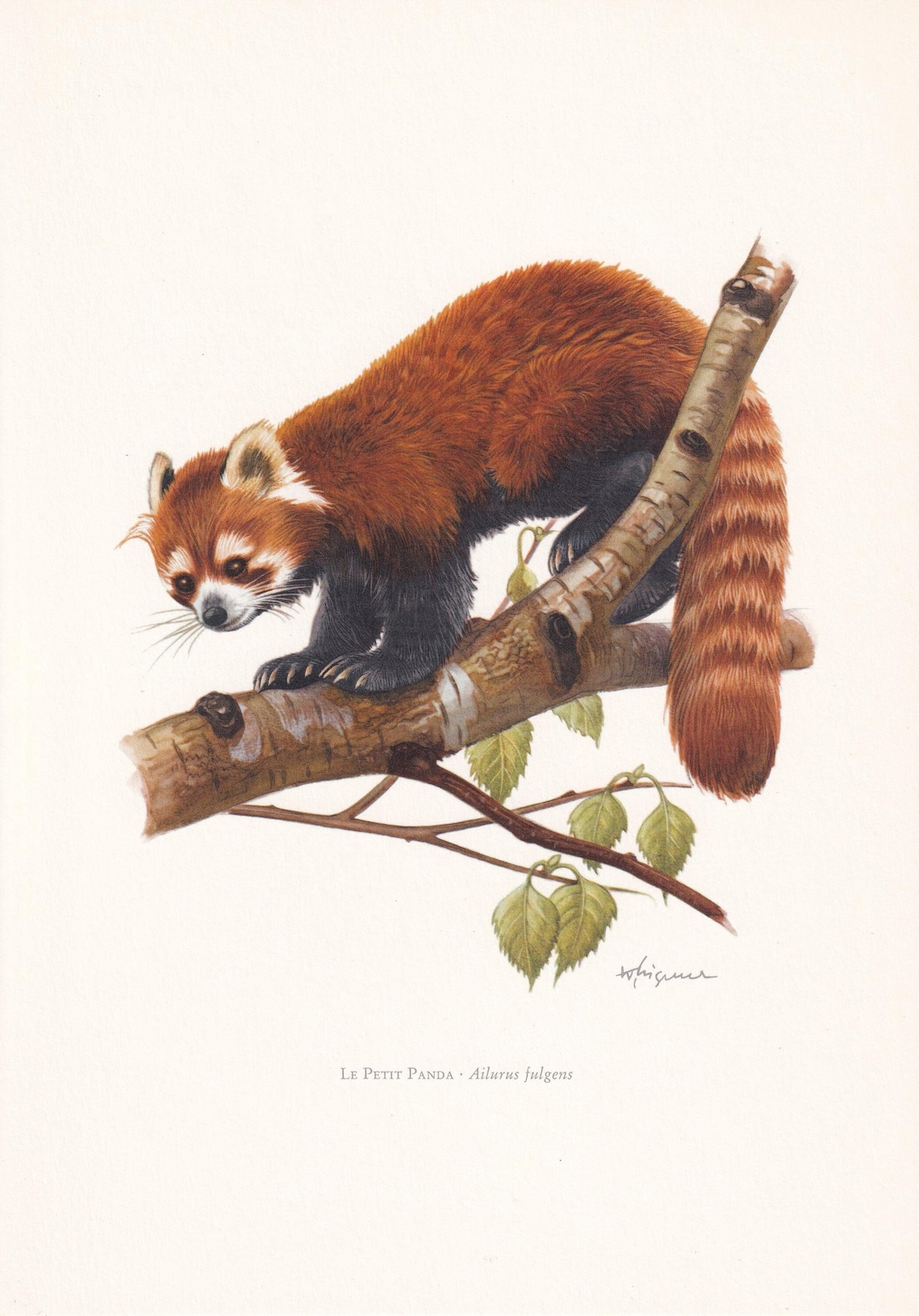 1960 RED PANDA Print - Vintage Animal Print - Animal Illustration ...